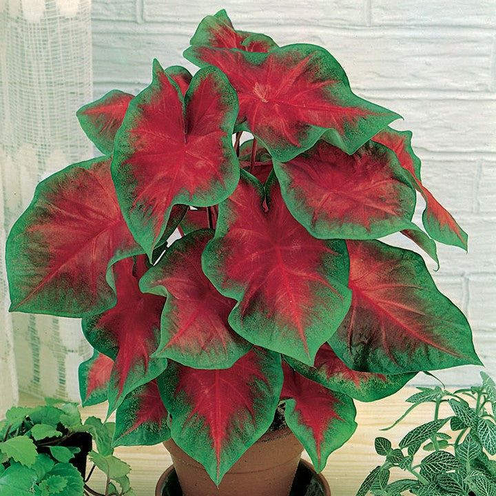 Frieda Hemple Caladiums – Caladium Bulb Company
