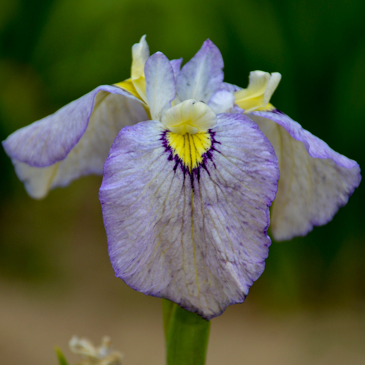 Iris pseudata "Moonlit Field" – Caladium Bulb Company
