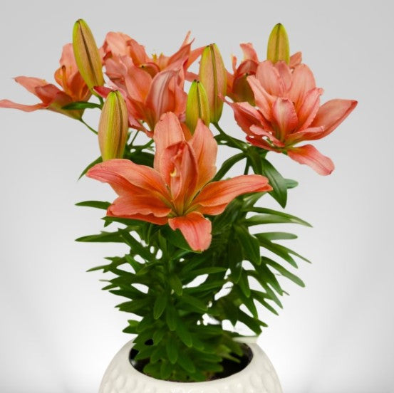 Asiatic Lily Pura Desierto (Double) – Caladium Bulb Company
