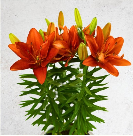 Asiatic Lily Pura Paz (Double) – Caladium Bulb Company