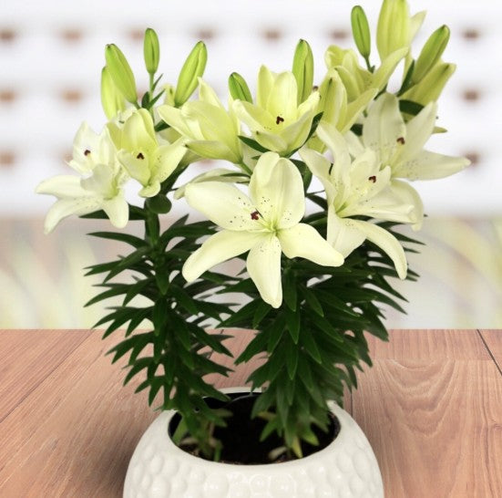 Asiatic Lily Pura Puro (Double) – Caladium Bulb Company