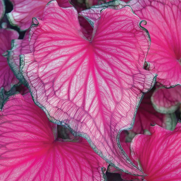 Dwarf (Strap) and Specialty Caladiums – Tagged "Pink"– Caladium Bulb ...