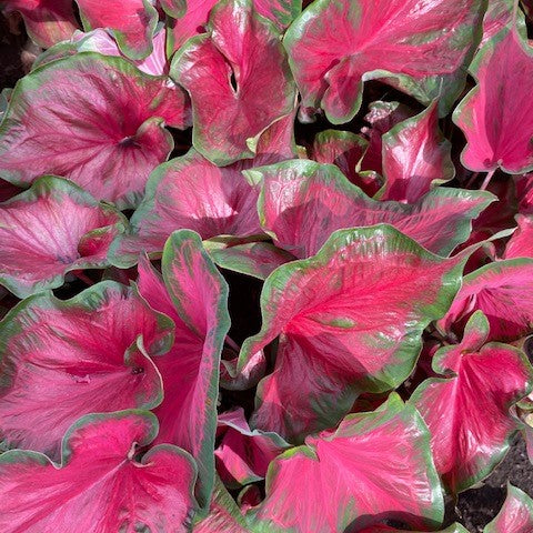Dwarf (Strap) and Specialty Caladiums – Caladium Bulbs