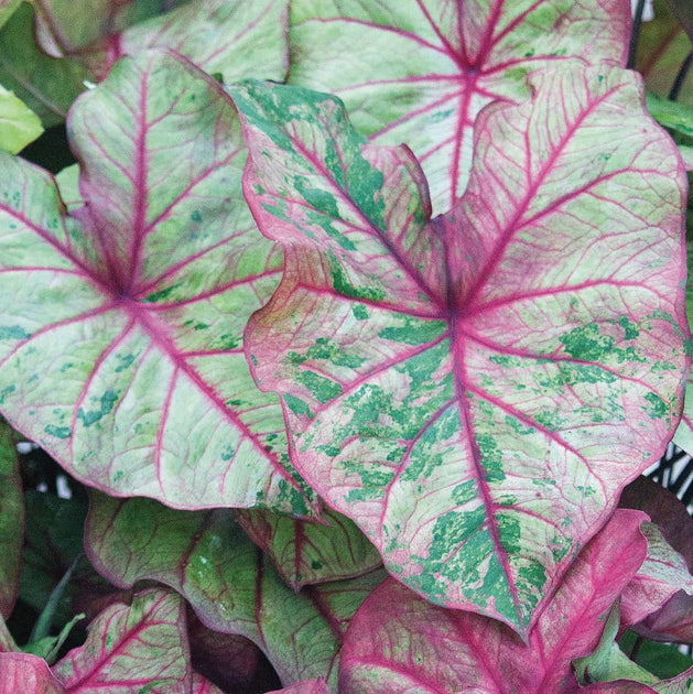 Caladiums – Caladium Bulbs