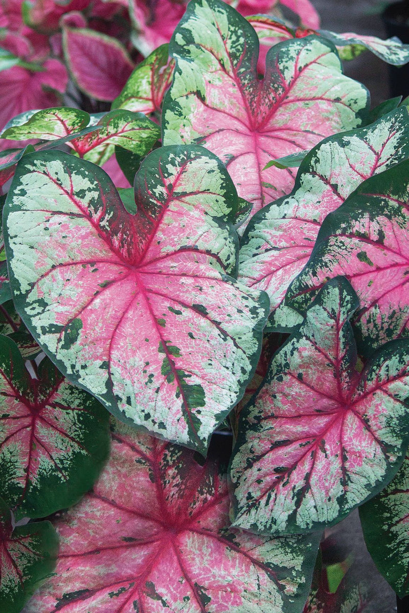 Cherry Blossom Caladiums – Caladium Bulb Company