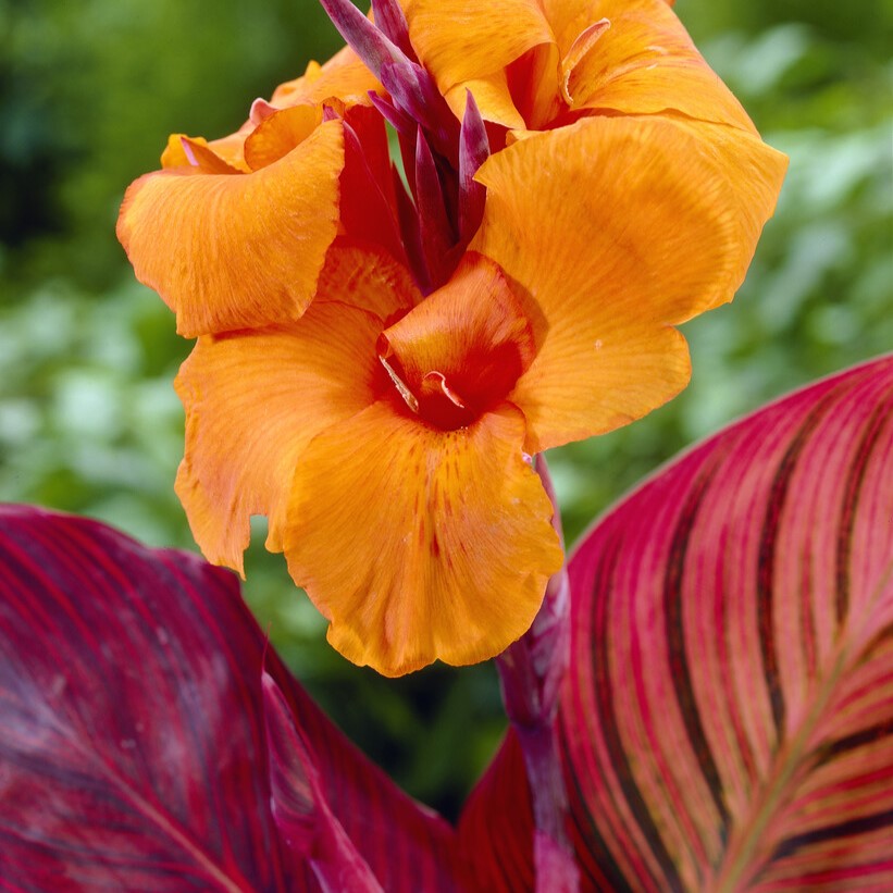 Canna Durban | Bright Orange Flowers And Foliage