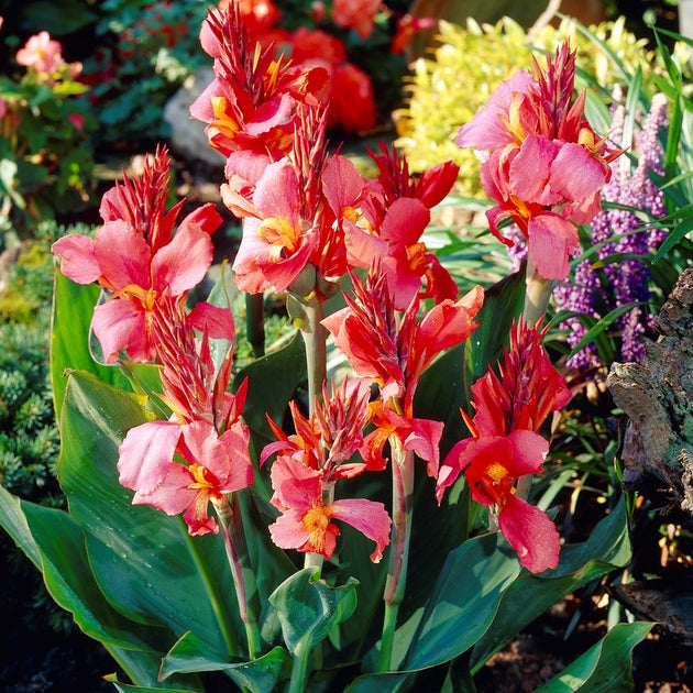 Canna – Caladium Bulb Company