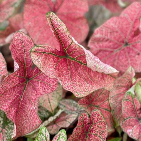 Sun Tolerant Caladiums – Tagged "New"– Caladium Bulb Company