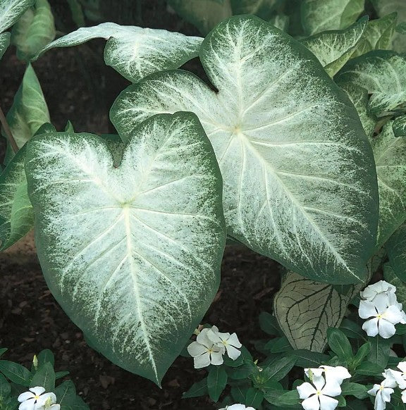 Grey Ghost – Caladium Bulb Company