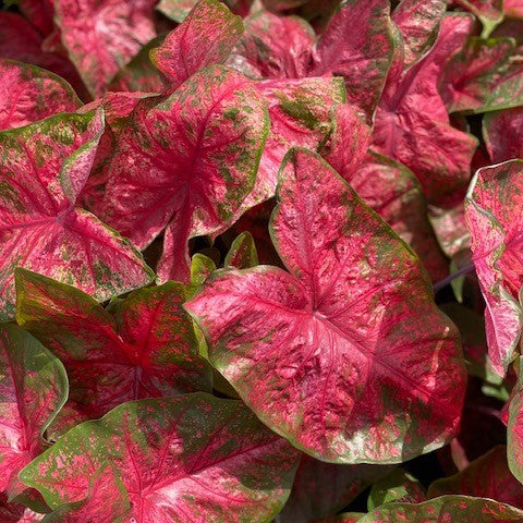 Sun Tolerant Caladiums – Tagged "Red"– Caladium Bulb Company