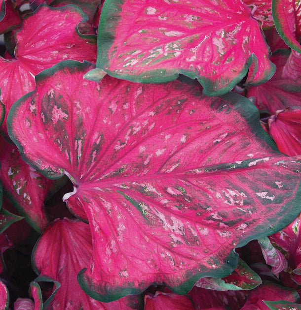 Dwarf (Strap) and Specialty Caladiums – Tagged "Pink"– Caladium Bulbs