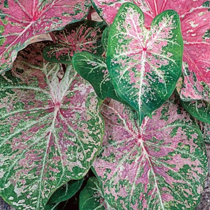 Pink Cloud – Caladium Bulb Company