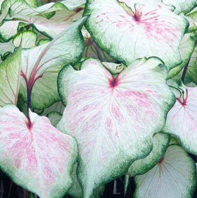 White Lightning Caladiums – Caladium Bulb Company