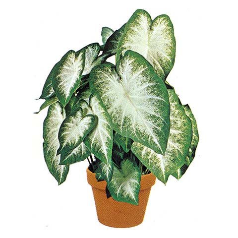 Aaron Caladiums – Caladium Bulb Company