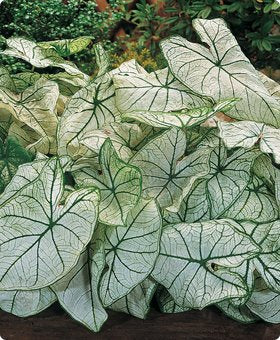 White Caladiums – Caladium Bulb Company
