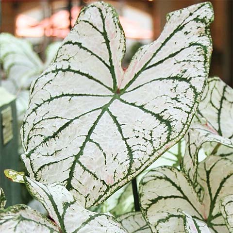 White Caladiums – Caladium Bulb Company