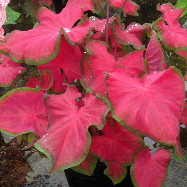 Dwarf (Strap) and Specialty Caladiums – Tagged "Sun Tolerant"– Caladium ...