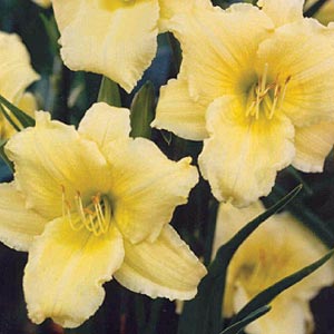 Stella Supreme – Caladium Bulb Company
