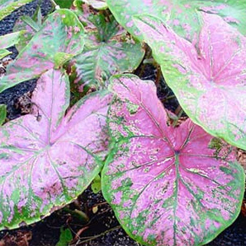 Florida Elise Caladiums – Caladium Bulb Company