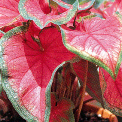 Florida Sweetheart Caladiums – Caladium Bulb Company