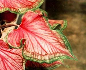 Florida Sweetheart Caladiums – Caladium Bulb Company