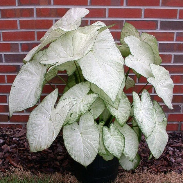 Sun Tolerant Caladiums – Tagged "White"– Caladium Bulb Company