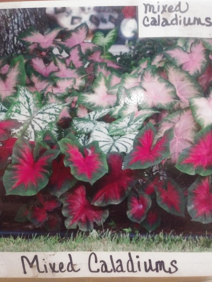 Jumbo Caladium Bulb Mix – Caladium Bulbs