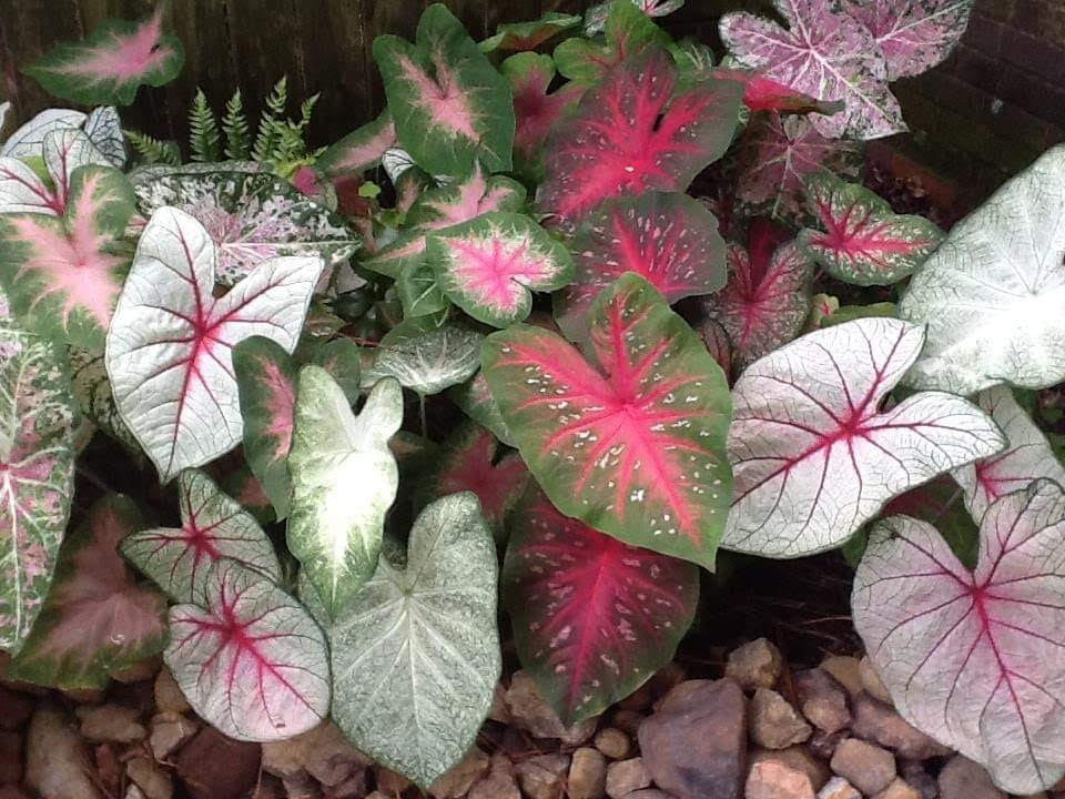 Jumbo Caladium Bulb Mix – Caladium Bulb Company