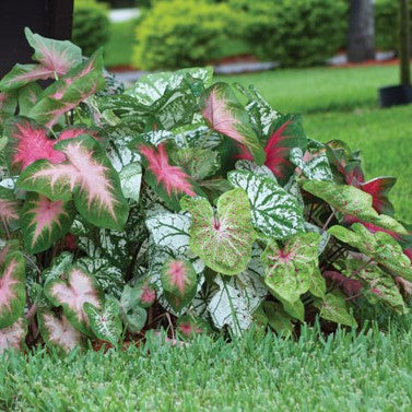Caladiums – Caladium Bulb Company