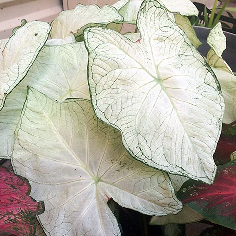 Moonlight Caladiums – Caladium Bulb Company