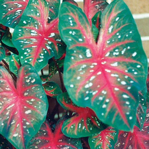 Red Flash Caladiums – Caladium Bulb Company