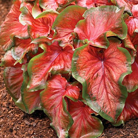 Dwarf (Strap) and Specialty Caladiums – Caladium Bulb Company