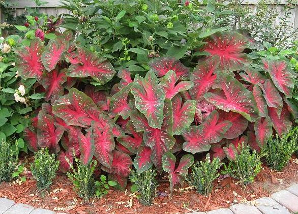 Red Flash Caladiums – Caladium Bulb Company
