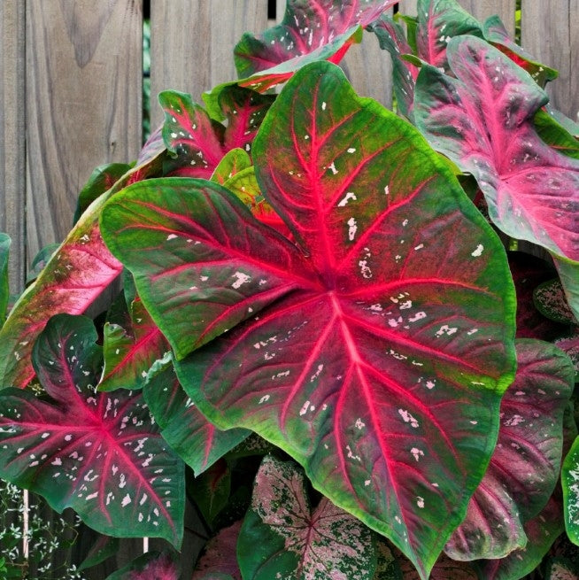 Red Flash Caladiums – Caladium Bulb Company