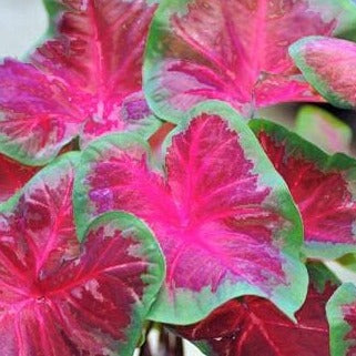 Royal Flush Caladiums – Caladium Bulb Company