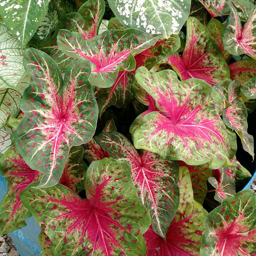 Wildfire Caladiums – Caladium Bulb Company